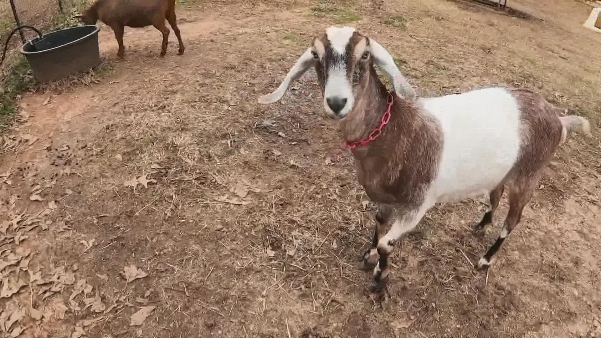 'Princess Aurora' the goat gets new prosthetic hoof | newscentermaine.com