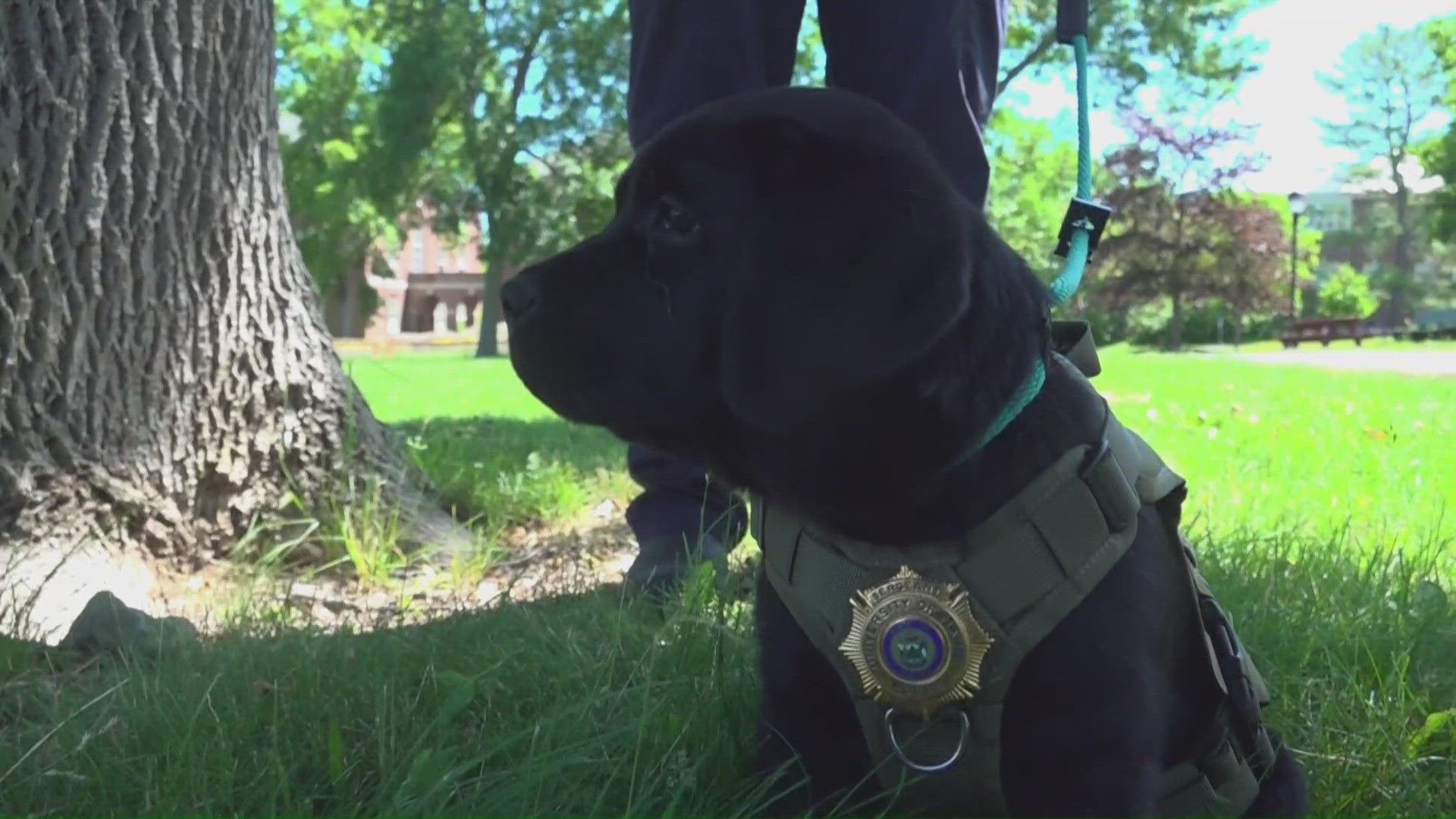 A new furry friend joins the UMaine police force | newscentermaine.com