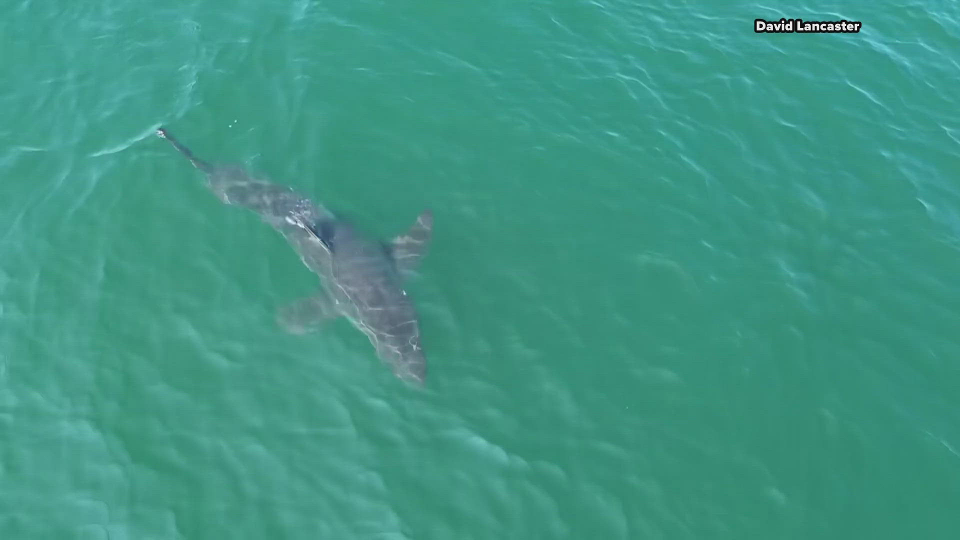 Maine shark sightings: Scarborough issues warning due to possible great ...