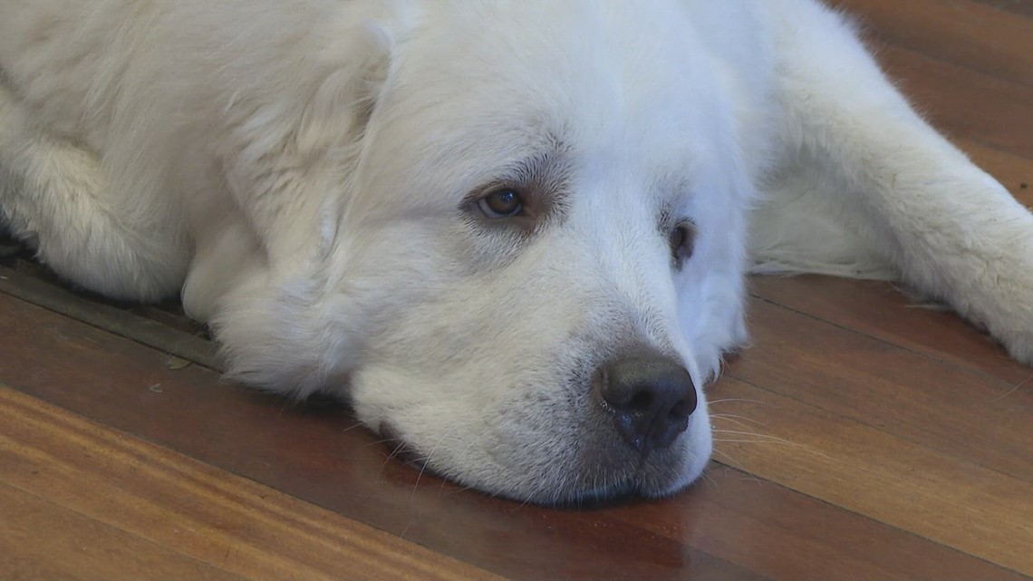 Popular Instagram account features local Maine dog. Their rating? 13/10 ...