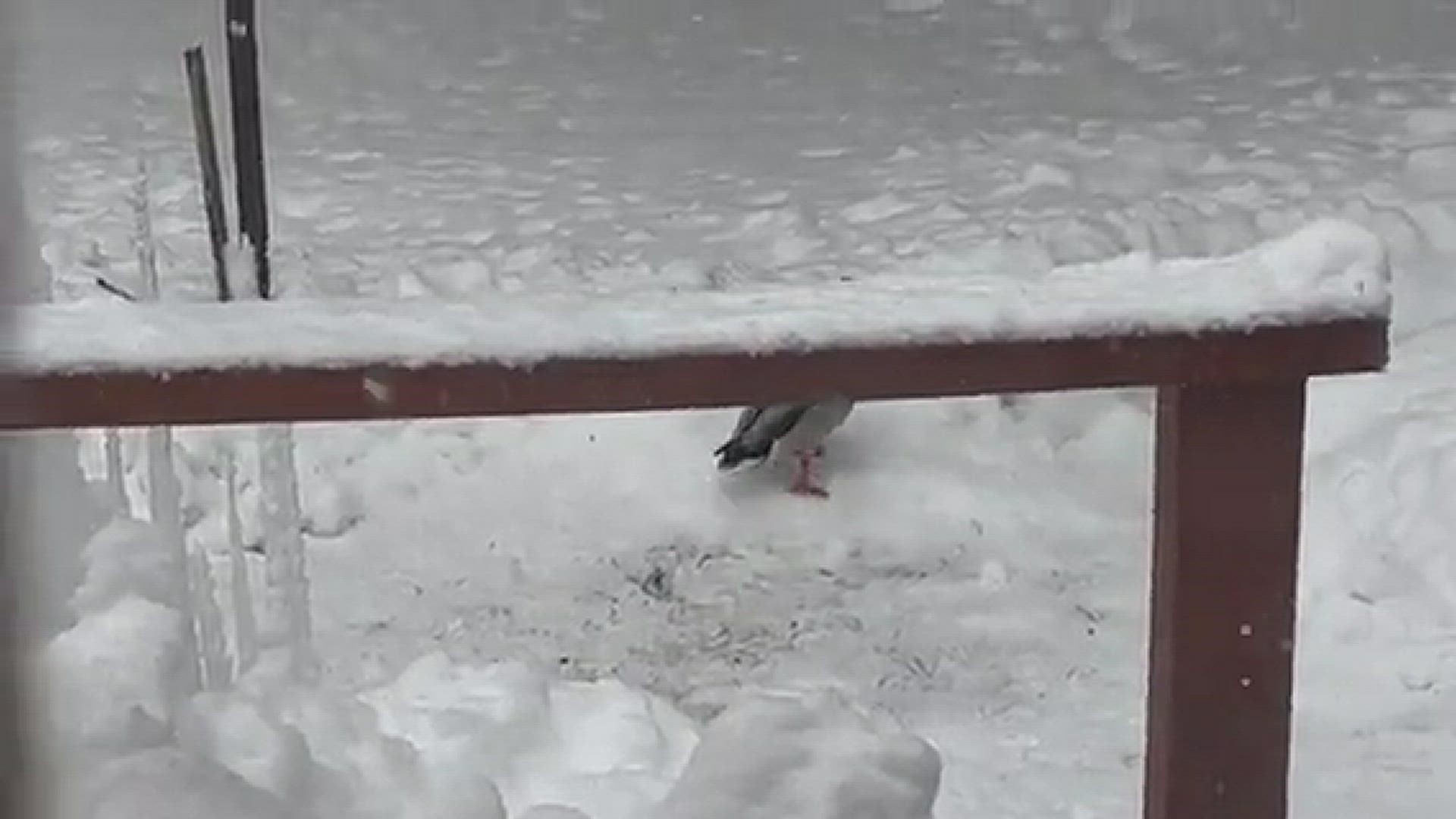 Duck looking for summer | newscentermaine.com