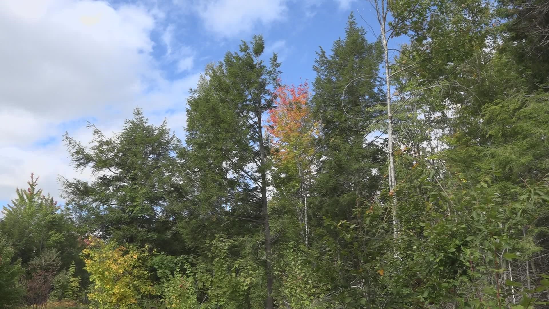 $1.5M Grant aims to improve forestry conservation for western ME ...