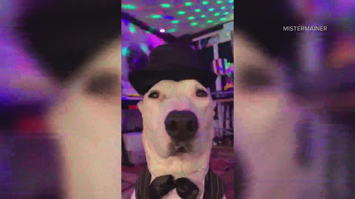 MisterMainer on TikTok has 13 million followers and growing ...