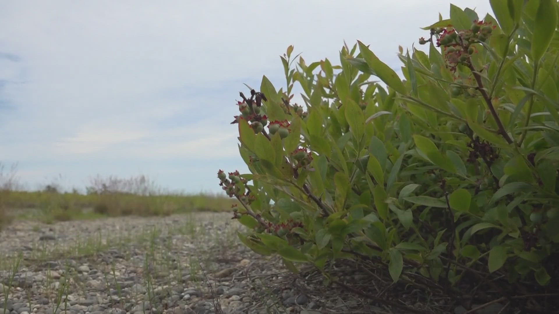 Maine blueberry growers use AI to boost yield | newscentermaine.com