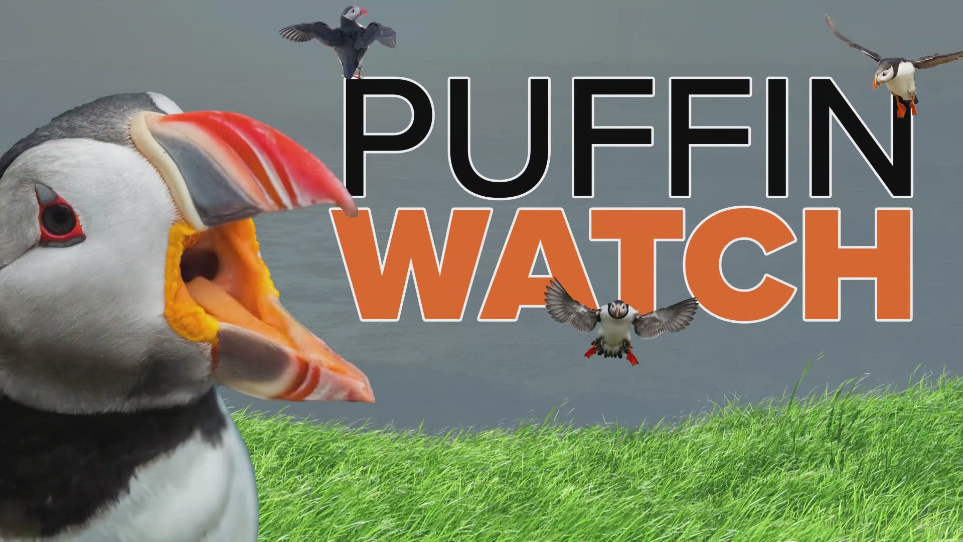 Puffin Watch: We have a puffling! | newscentermaine.com