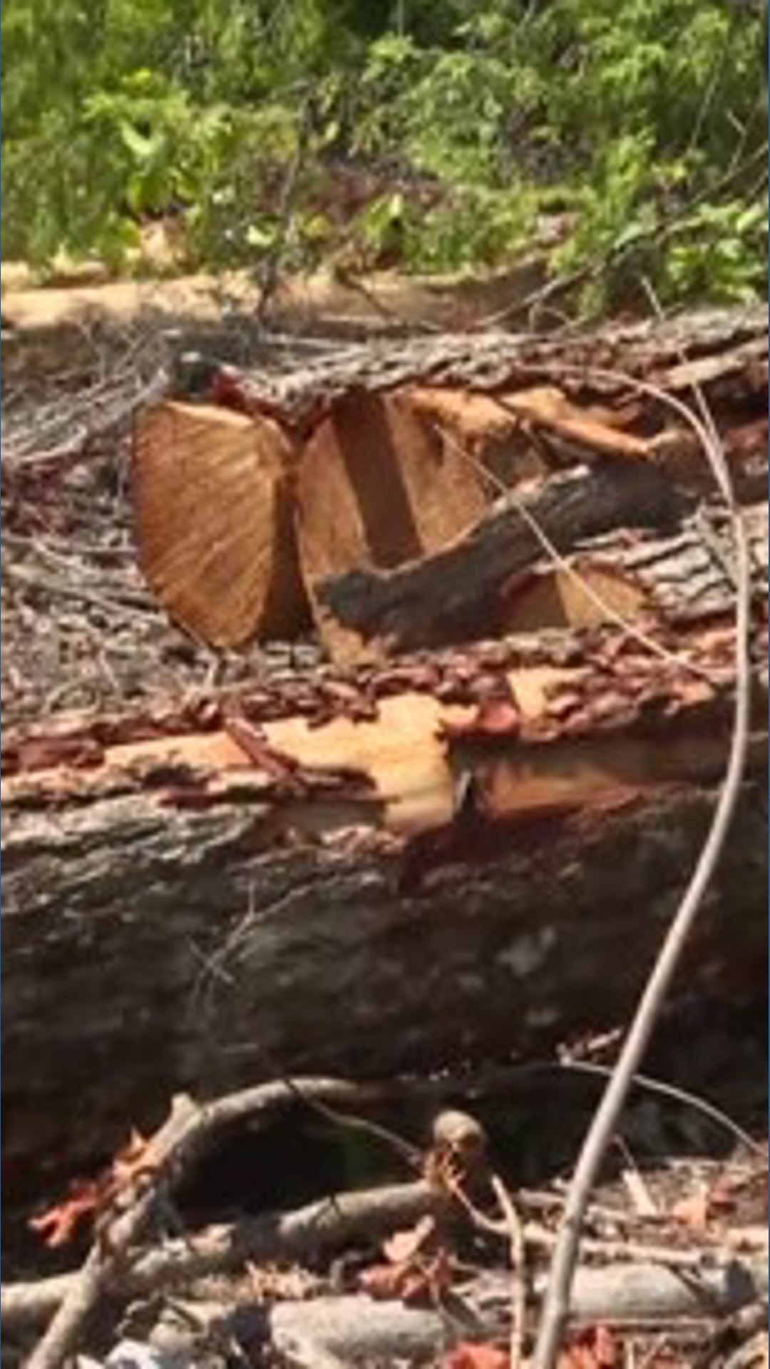 New guide for loggers to adapt to extreme weather | newscentermaine.com
