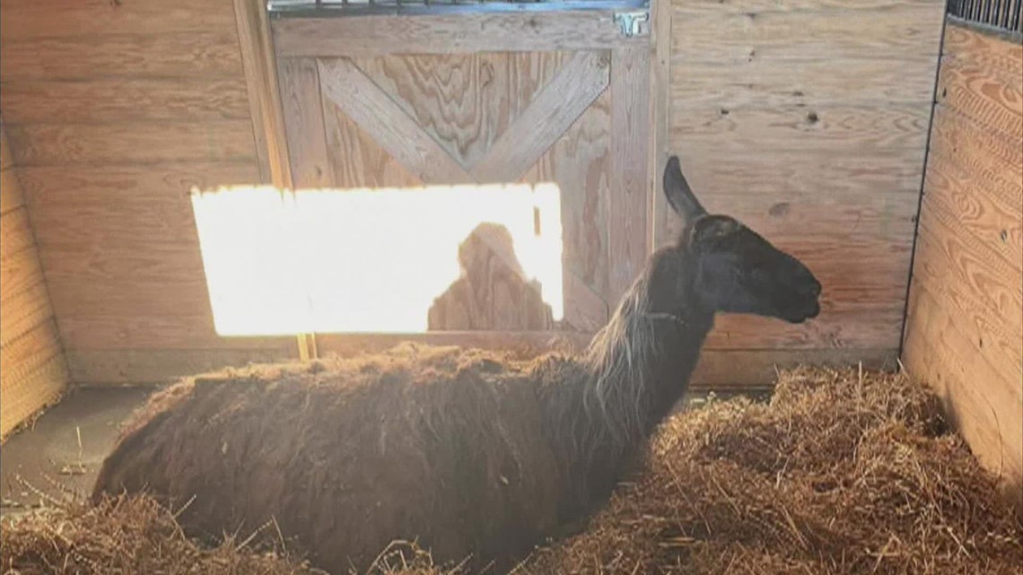 Llama Farms In Blacksburg Virginia at Angelina Varley blog