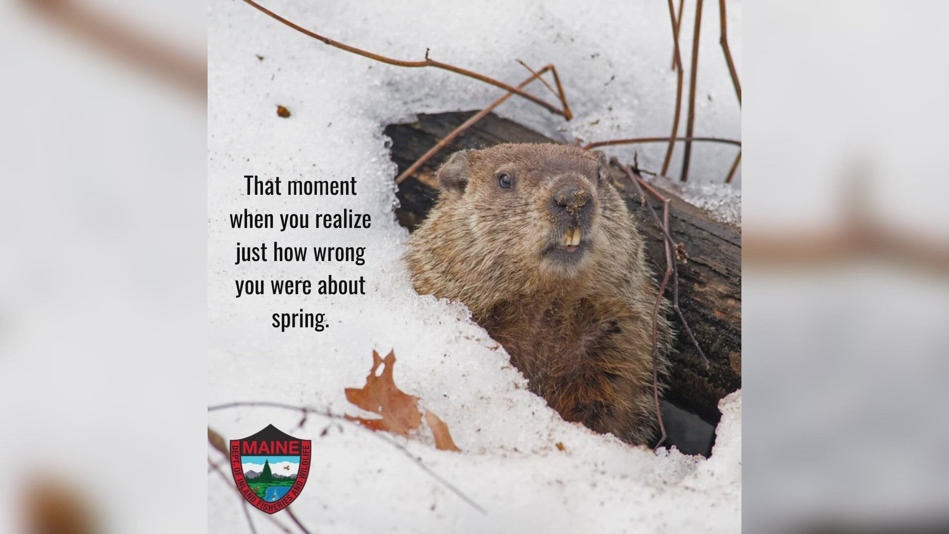 STORM CENTER: Maine outdoor agency pokes fun at storm with silly memes ...