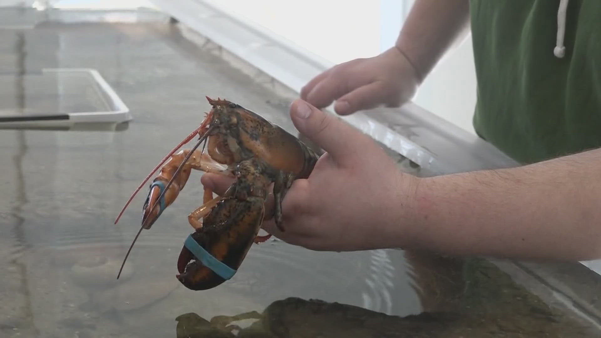 Maine Sea Grant: NOAA halts funding for program, citing shift in ...