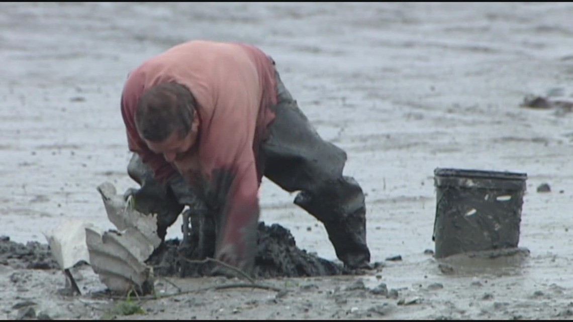Scientists to investigate polluted clam flats in Harpswell in new study ...