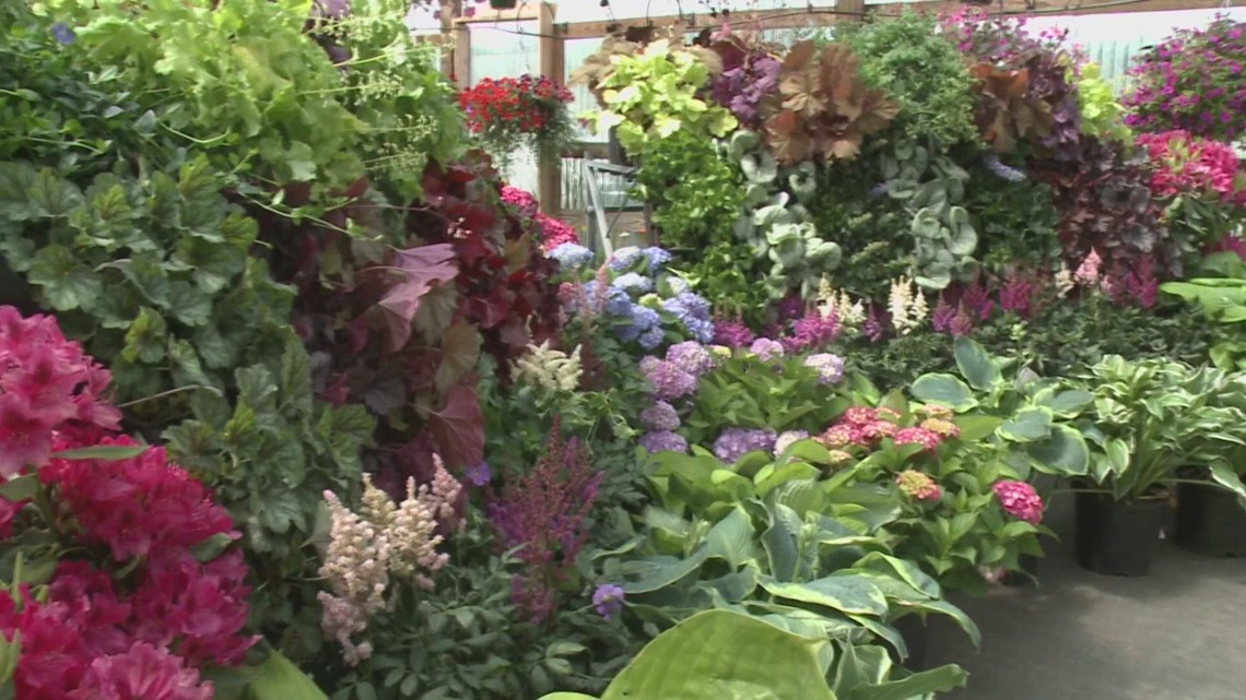 Finding the perfect plants and shrubs for shade | newscentermaine.com