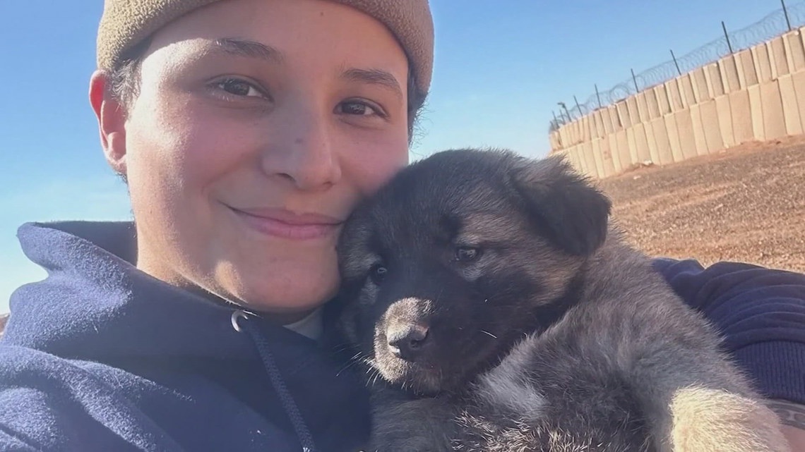 Dogs reunited with US soldiers who helped rescued the pups from war ...