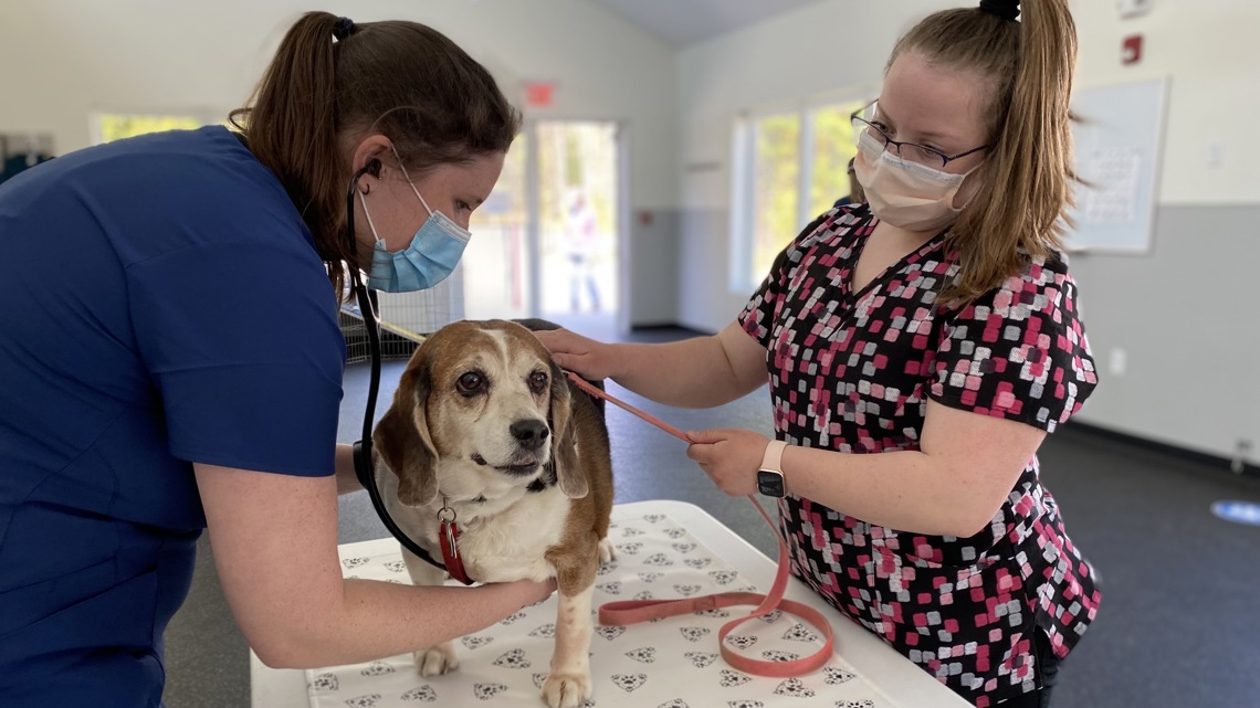 Maine animal vaccinations: Officials urge pet and livestock owners to ...