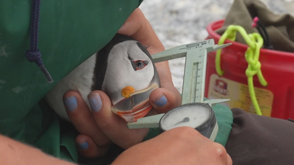 Puffin researchers monitor colony health and climate change as season ...