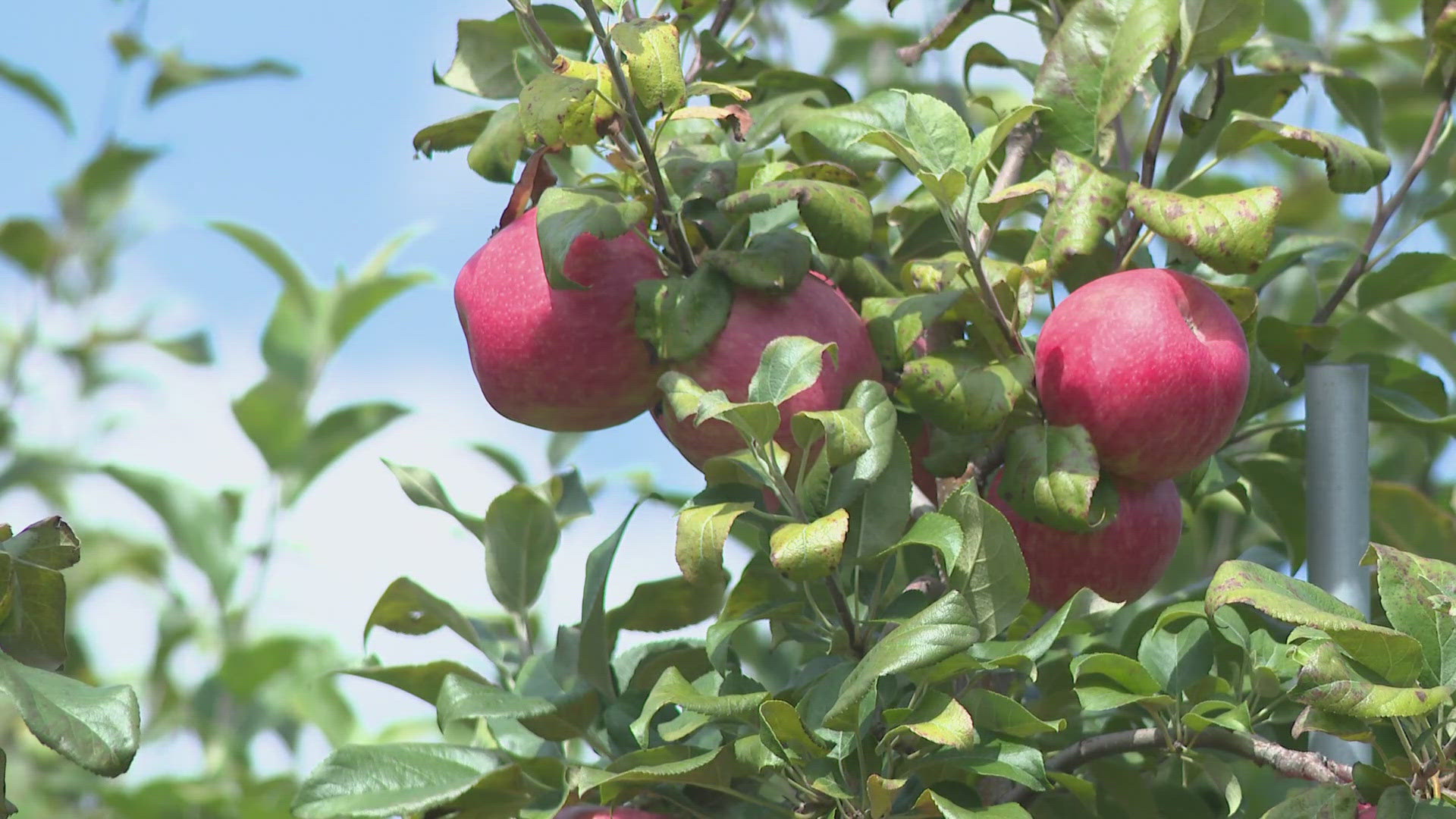 Drought dents apple, pumpkin crop across Maine farms | newscentermaine.com