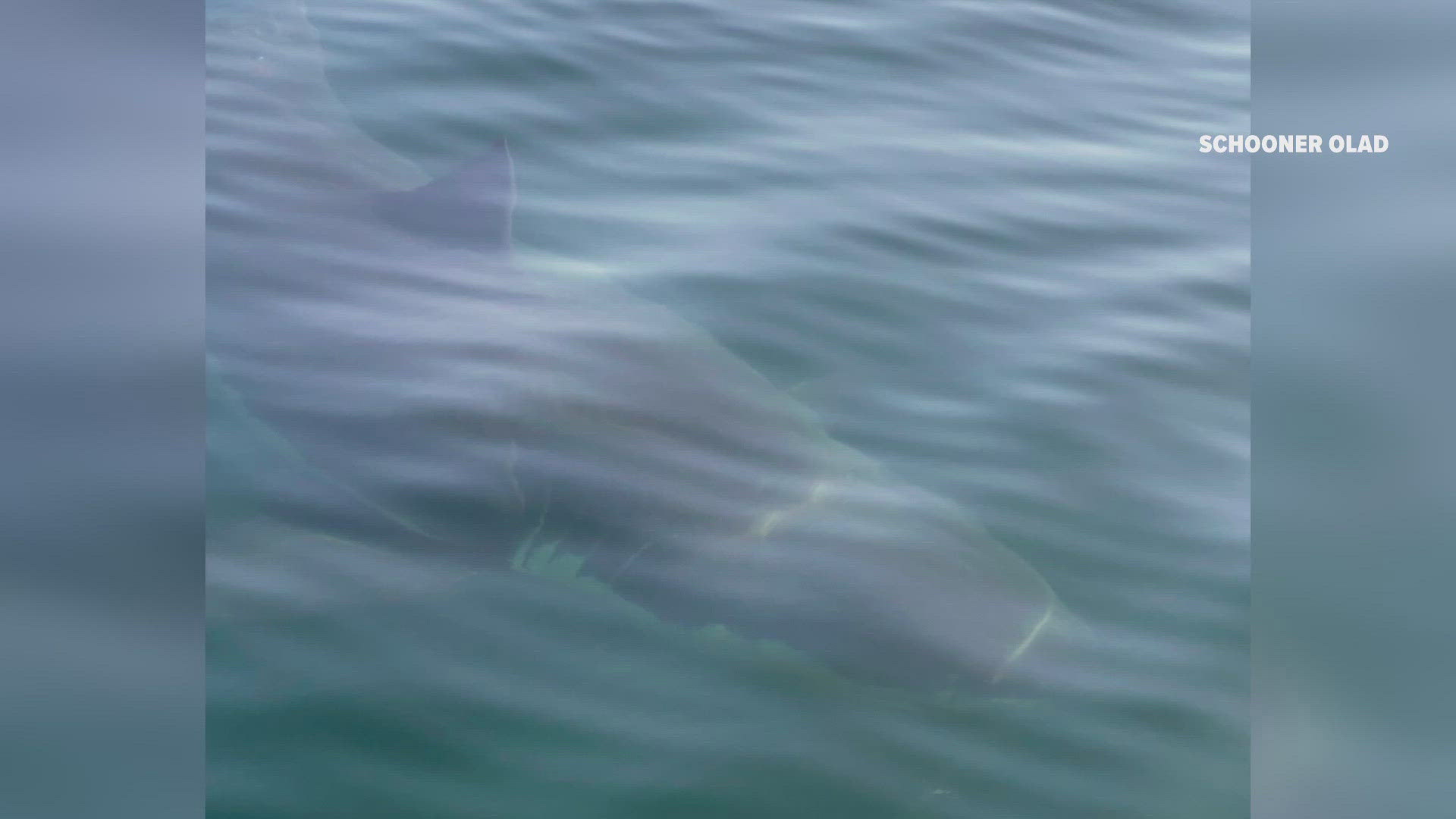 Harpswell, Maine shark sightings prompt warnings from officials ...