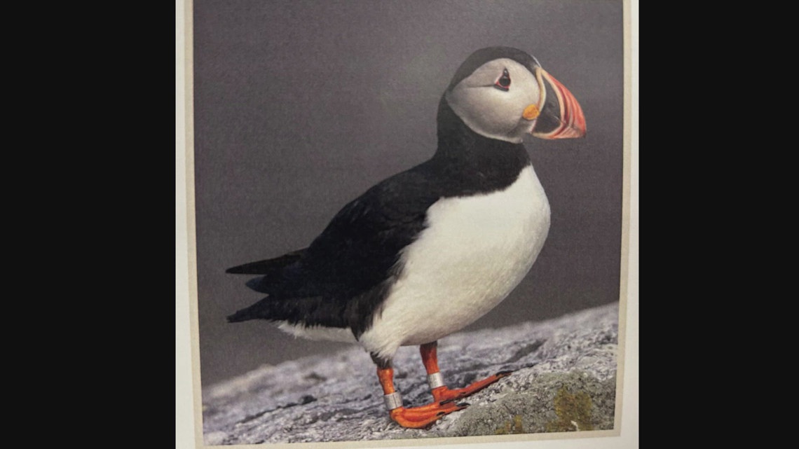 Puffin Watch: 'Adopt' a puffin through the Audubon. Interested? Here's ...