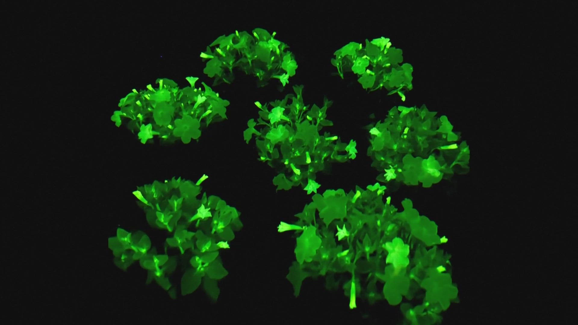 Firefly petunias: Scientists modify plant genes to glow in the dark ...