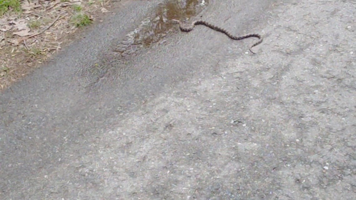 Man bitten more than fifty times by snake | newscentermaine.com