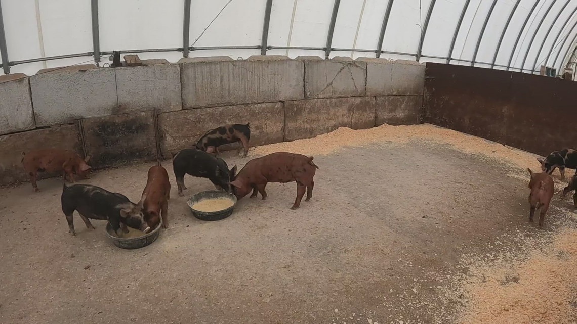 State reports rise in cases of sick and dying pigs in Maine ...