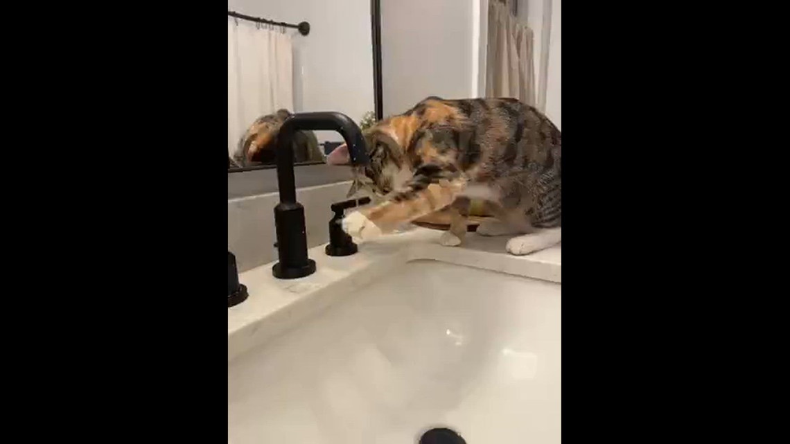 Mable the Cat | newscentermaine.com