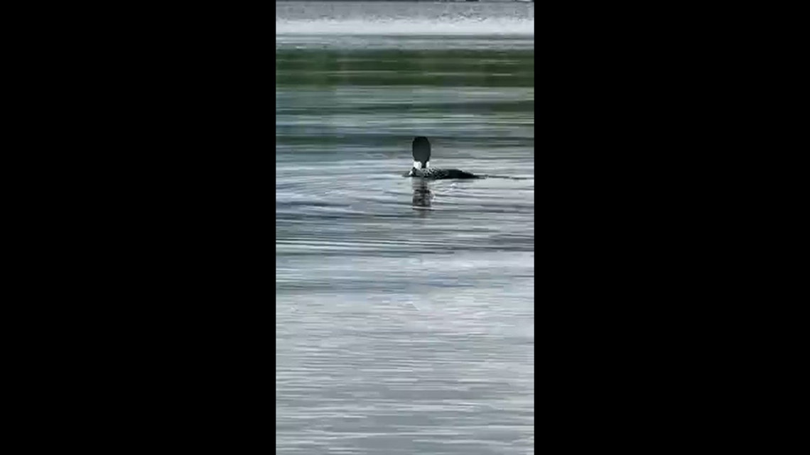 Embden Pond Loon Cry | newscentermaine.com