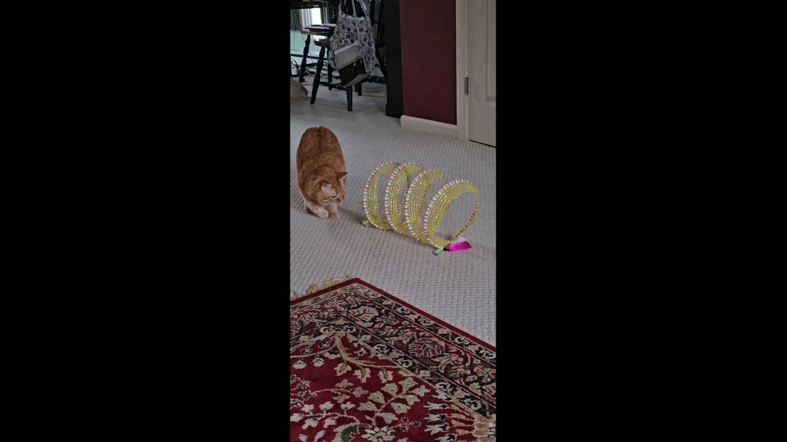 Jupiter's new play toy | newscentermaine.com