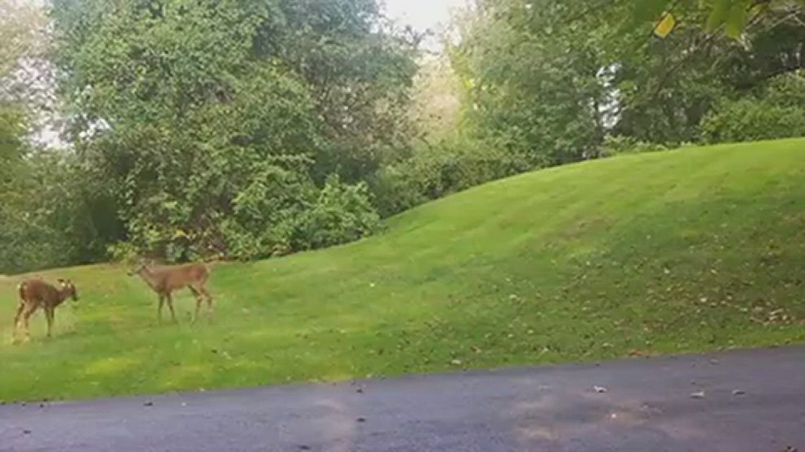 Two young deer having fun! | newscentermaine.com