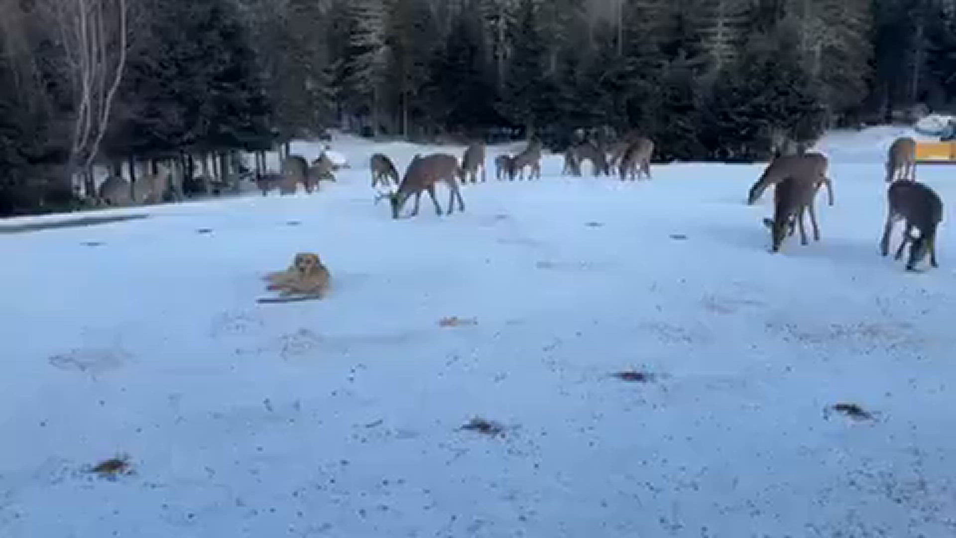 Maine animals are playing, rolling, and sliding around in the recent ...