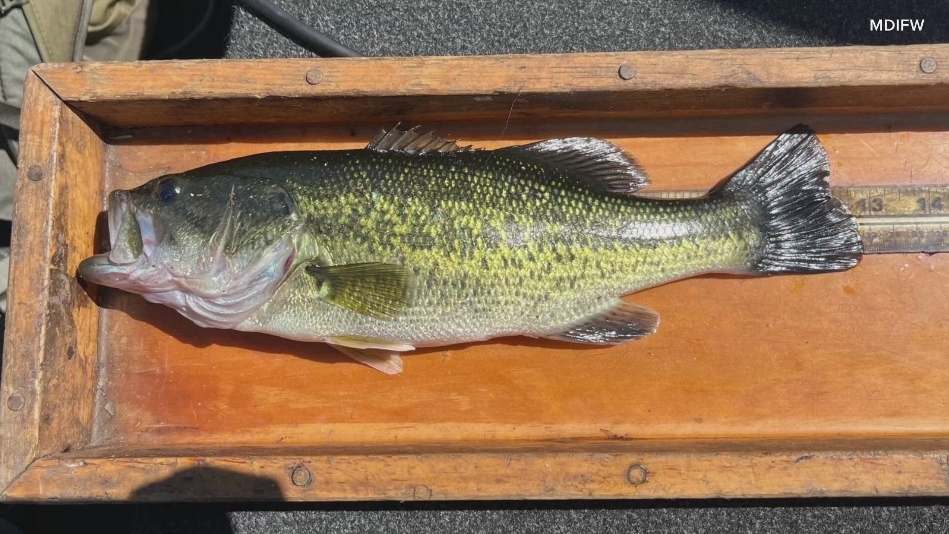 Illegal bass release under investigation in Maine; $6K reward offered ...