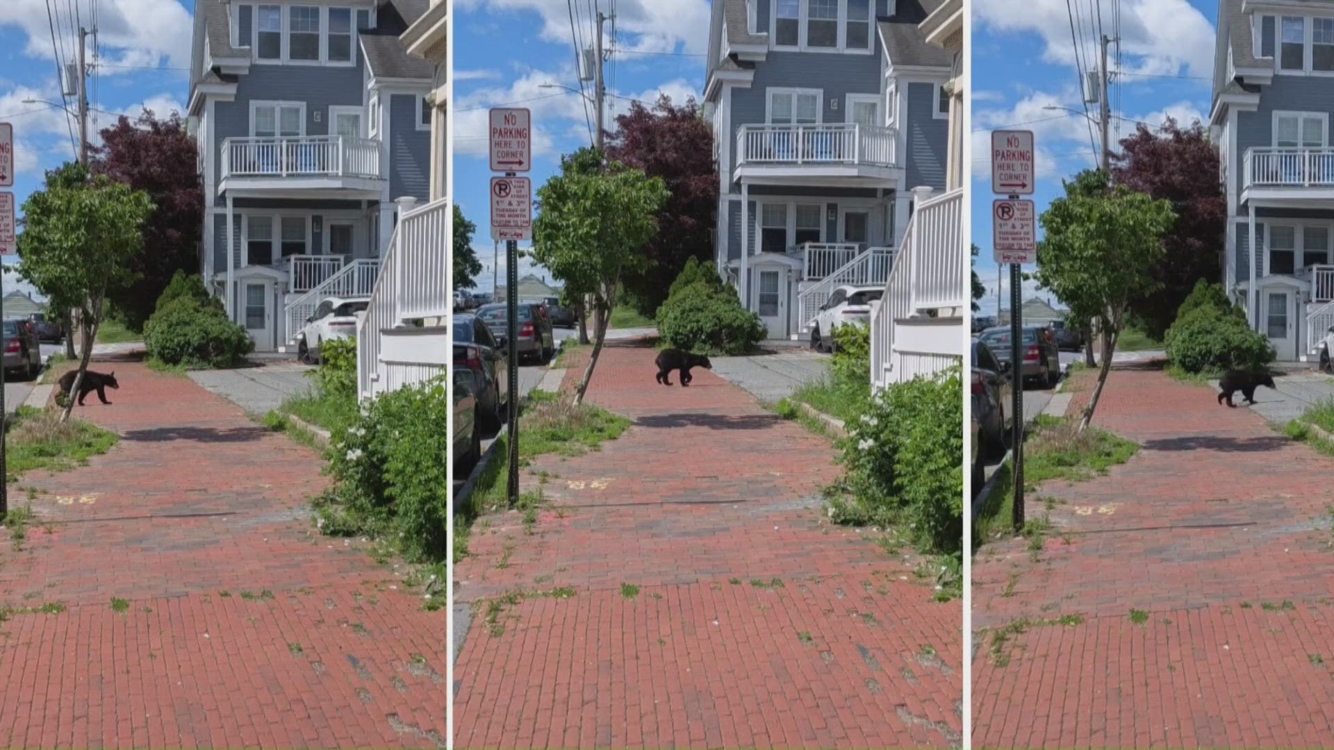 Bear spotted roaming in Portland's Old Port on Friday tranquilized and ...