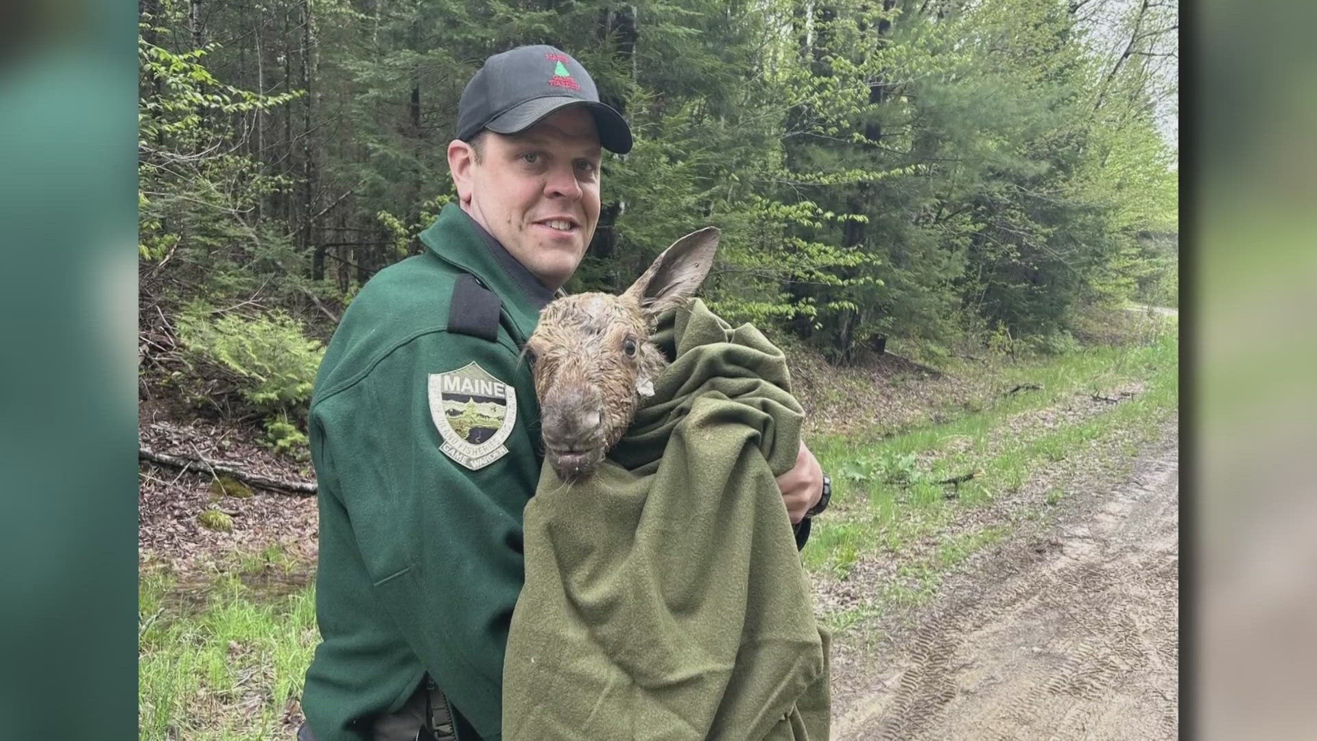 Rare moose rescue situation arises in Aroostook County, Maine ...