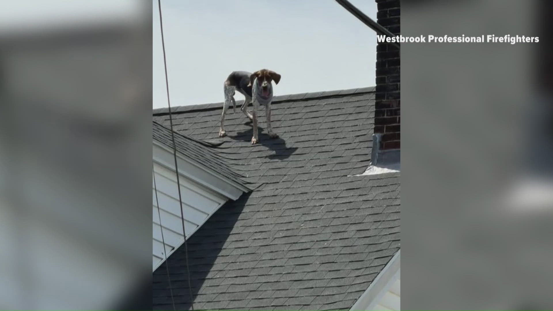 Westbrook Fire Department rescues dog stuck on apartment building roof ...