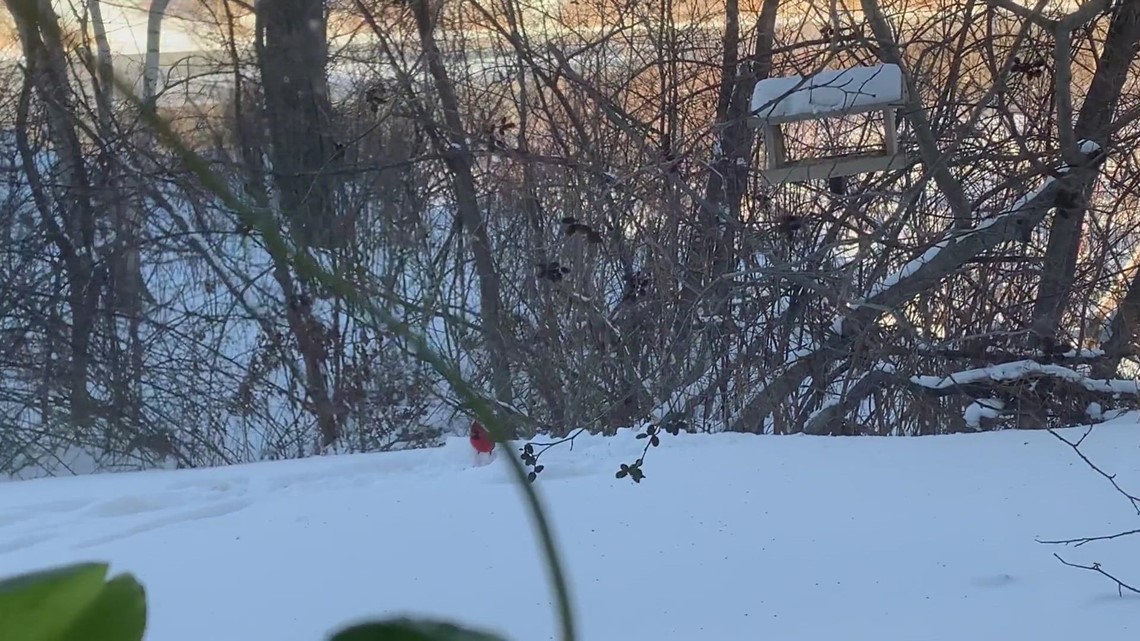 Cardinal control | newscentermaine.com