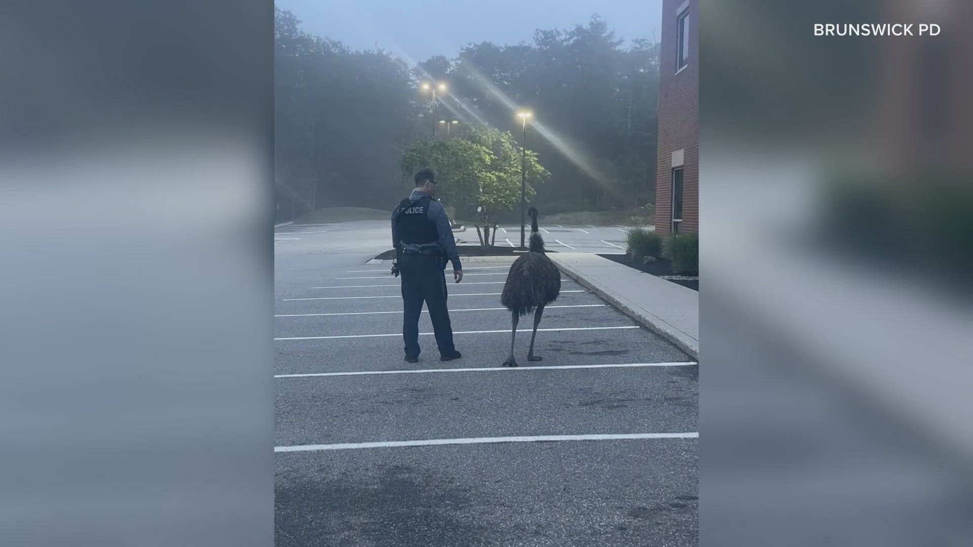 Emu on the loose surprises drivers in Brunswick | newscentermaine.com