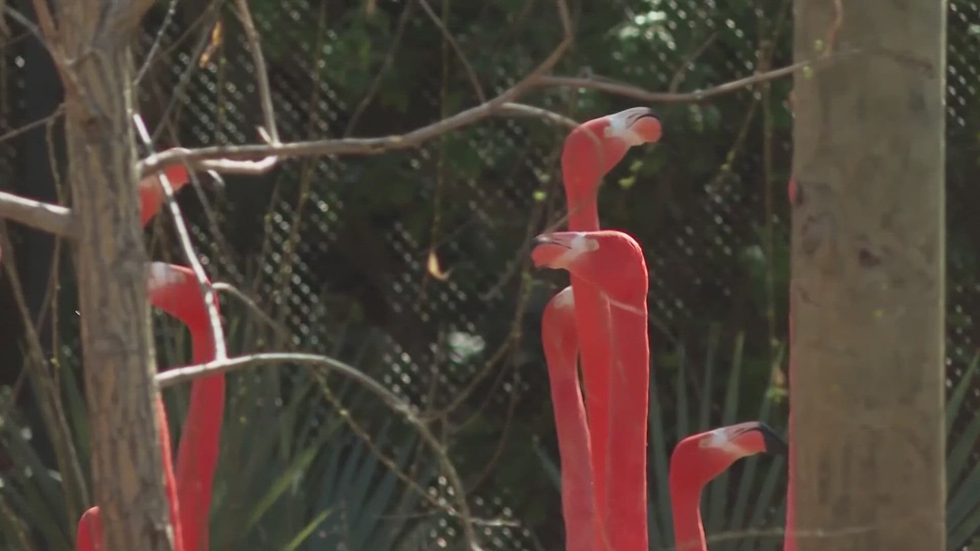 How will animals behave during the eclipse? Scientists intend to find ...