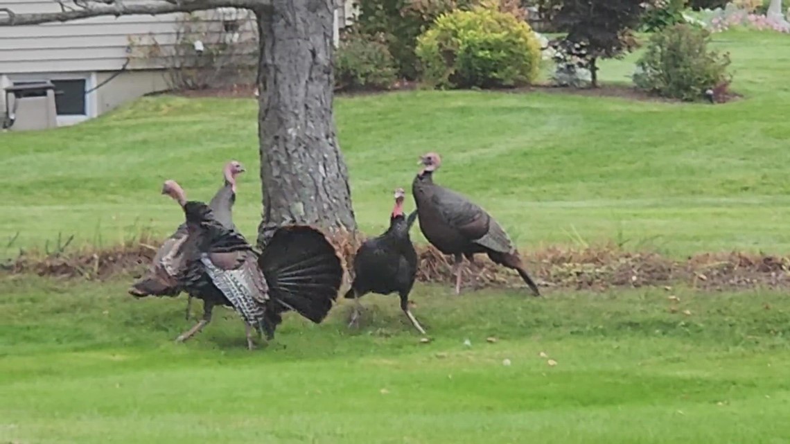 Turkeys dancing | newscentermaine.com