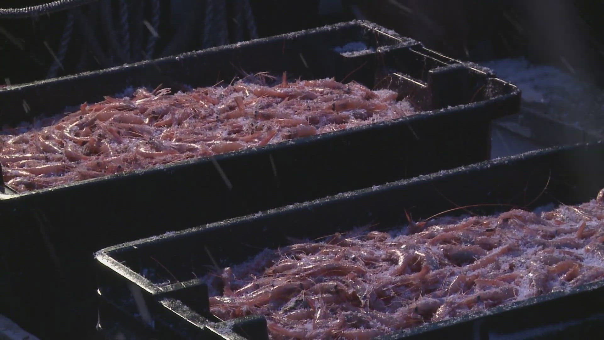 Ban on shrimp fishing in New England to continue for at least three ...