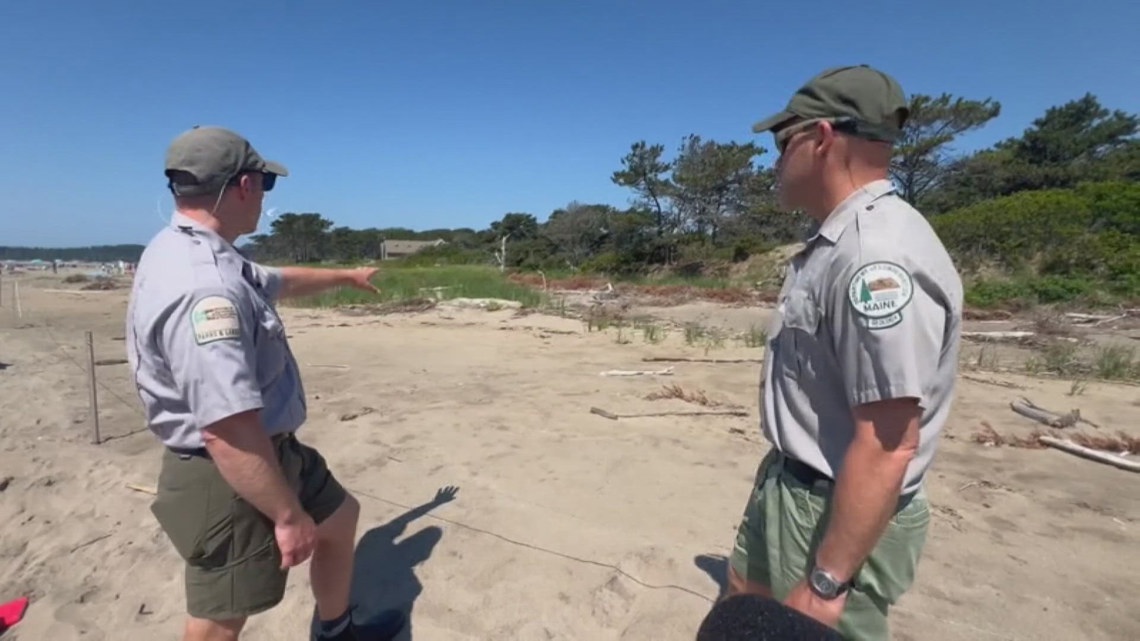 Popham Beach State Park uses Christmas trees to help rebuild dunes ...