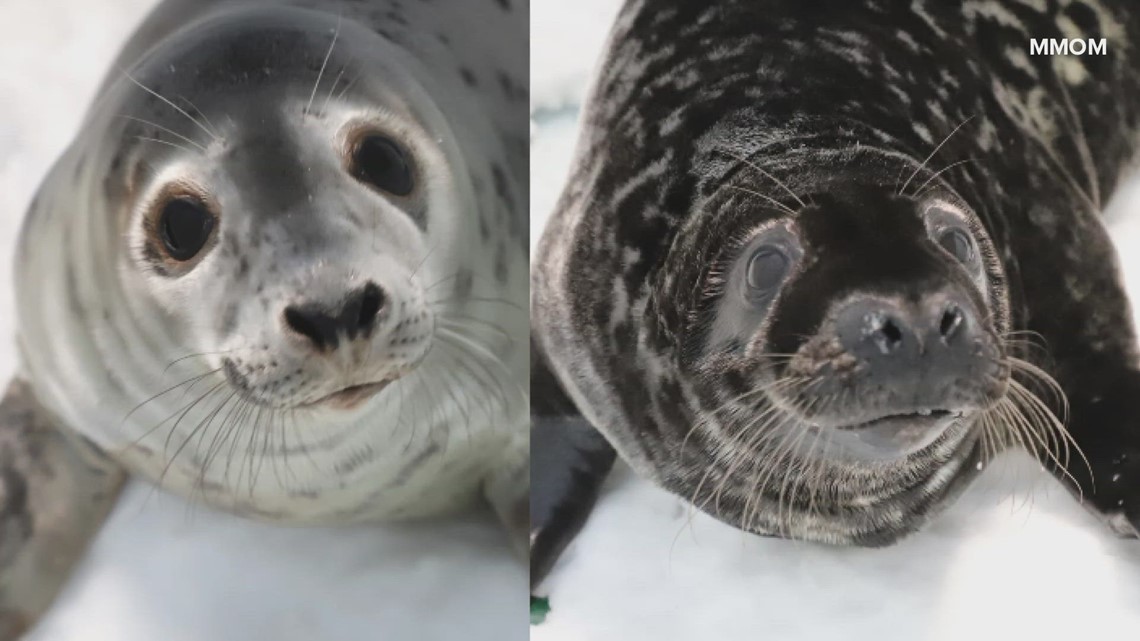 Marine Mammals of Maine to release two seals, including one that led police on wild chase ...