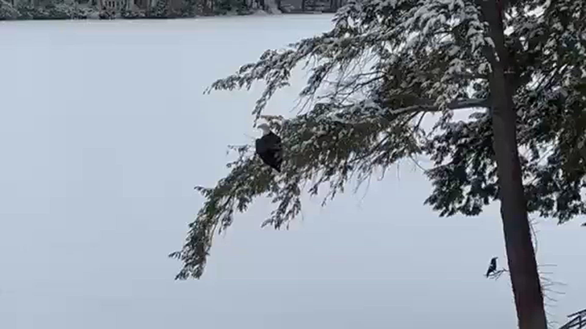 Bald Eagle chilling on Forest Lake | newscentermaine.com
