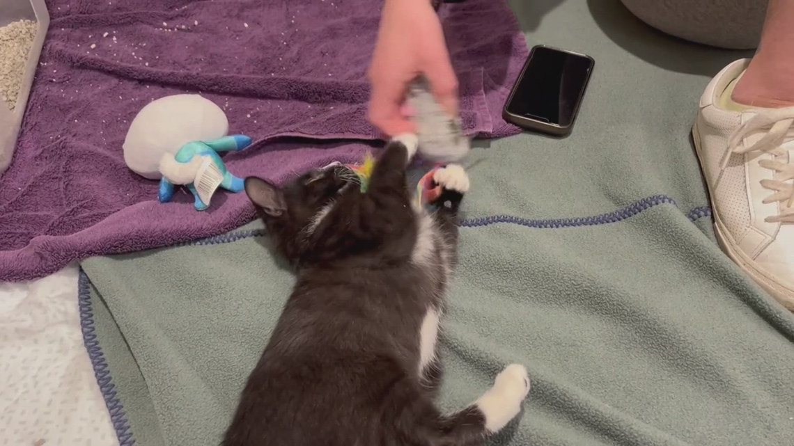 Dozens of pets adopted, more than $100K raised at ARLGP Shelter Sleep ...