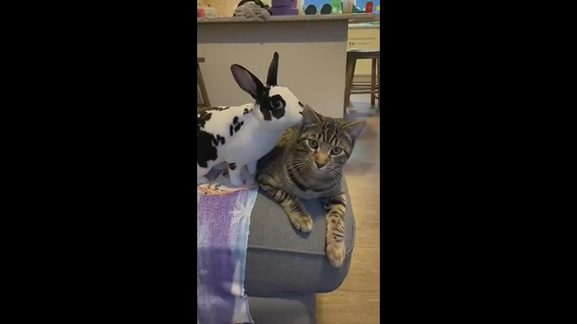 Bunny loves Bandit | newscentermaine.com