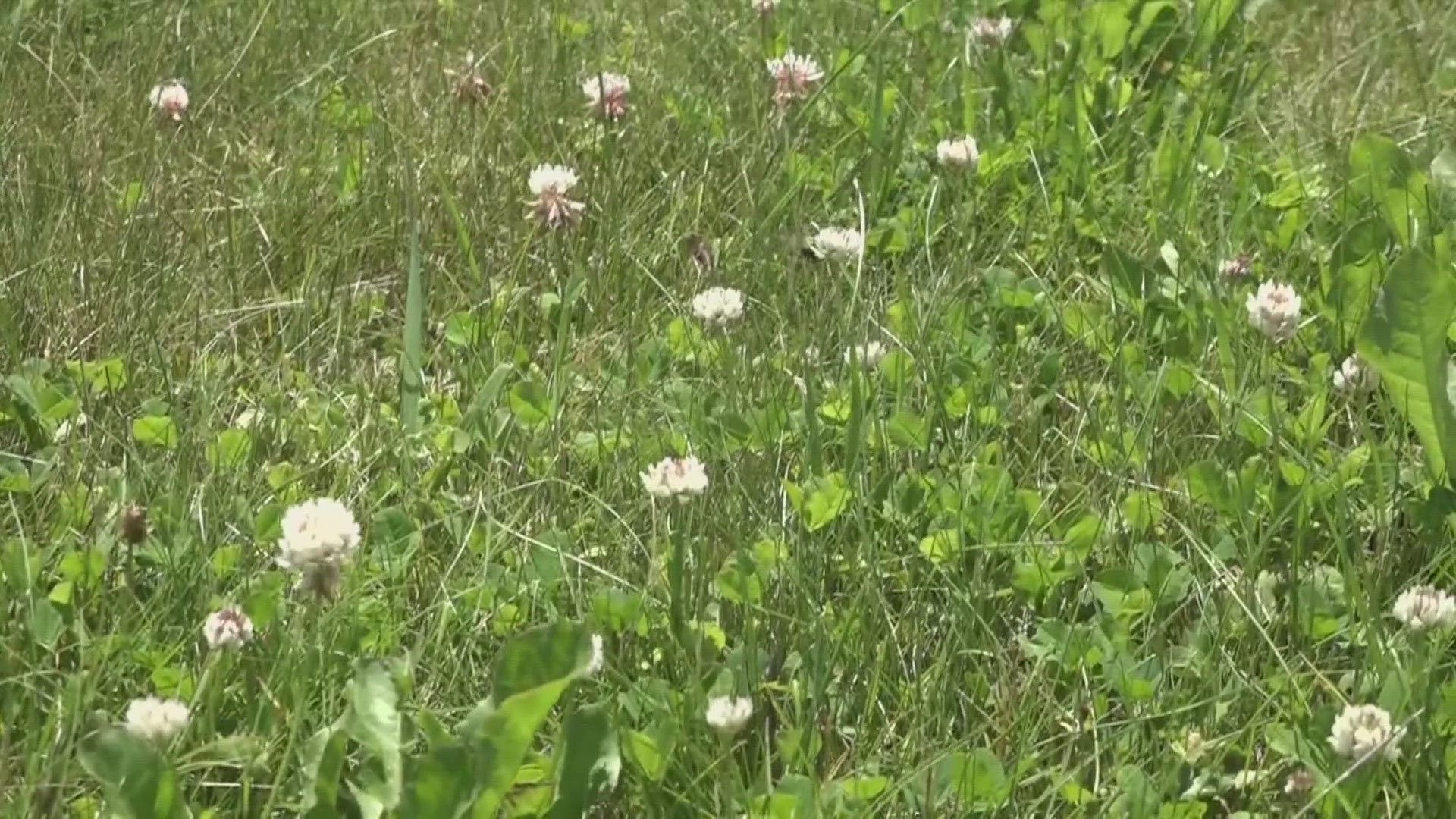 'No Mow May' encourages Mainers to mow less in effort to boost bee ...