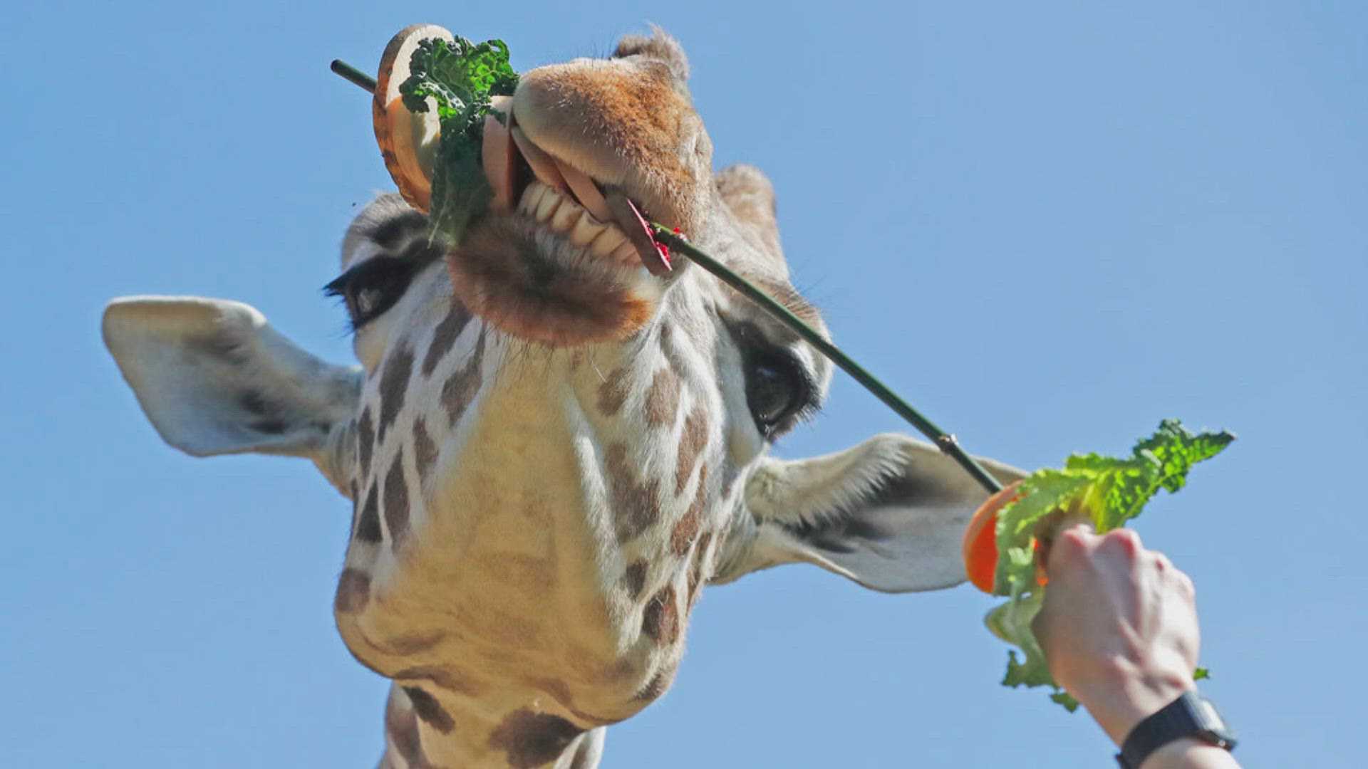 Four fast facts about giraffes | newscentermaine.com