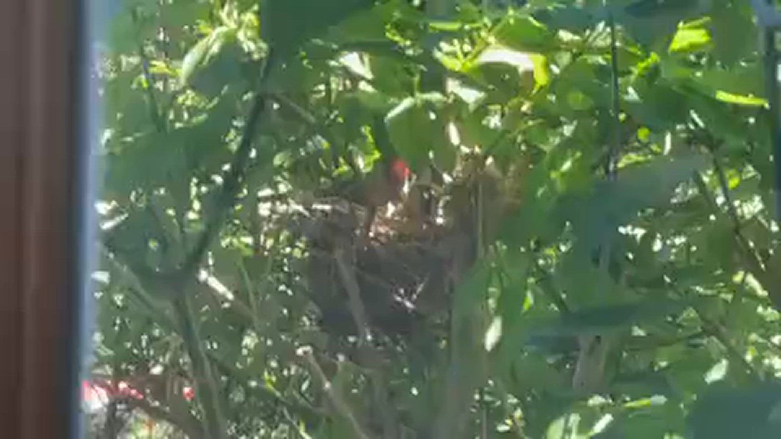 Female Cardinal caring for her eggs | newscentermaine.com