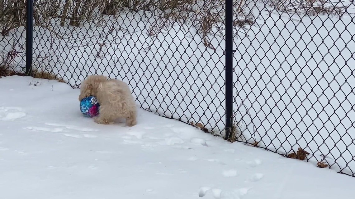 Dunkin the cockapoo playing ball | newscentermaine.com