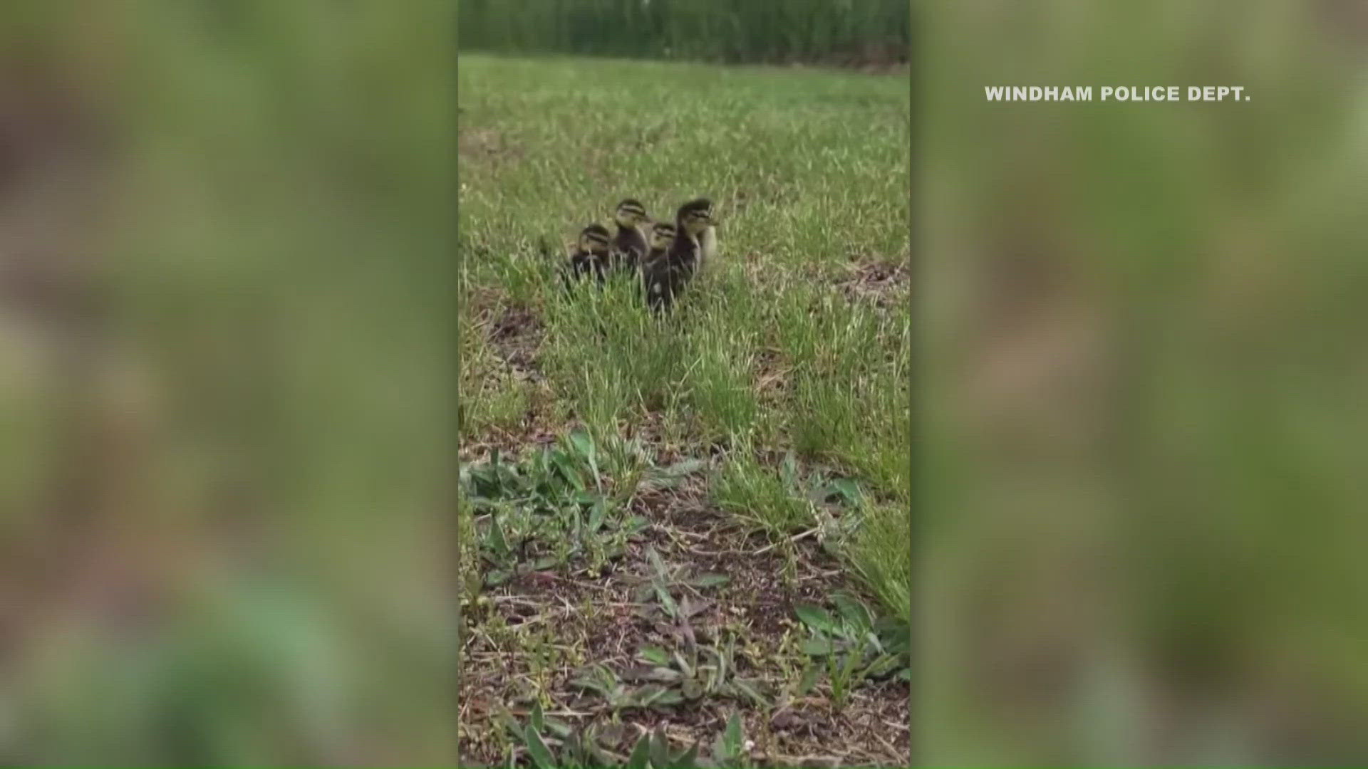 A rainy rescue mission: Windham police save 10 ducklings from storm ...