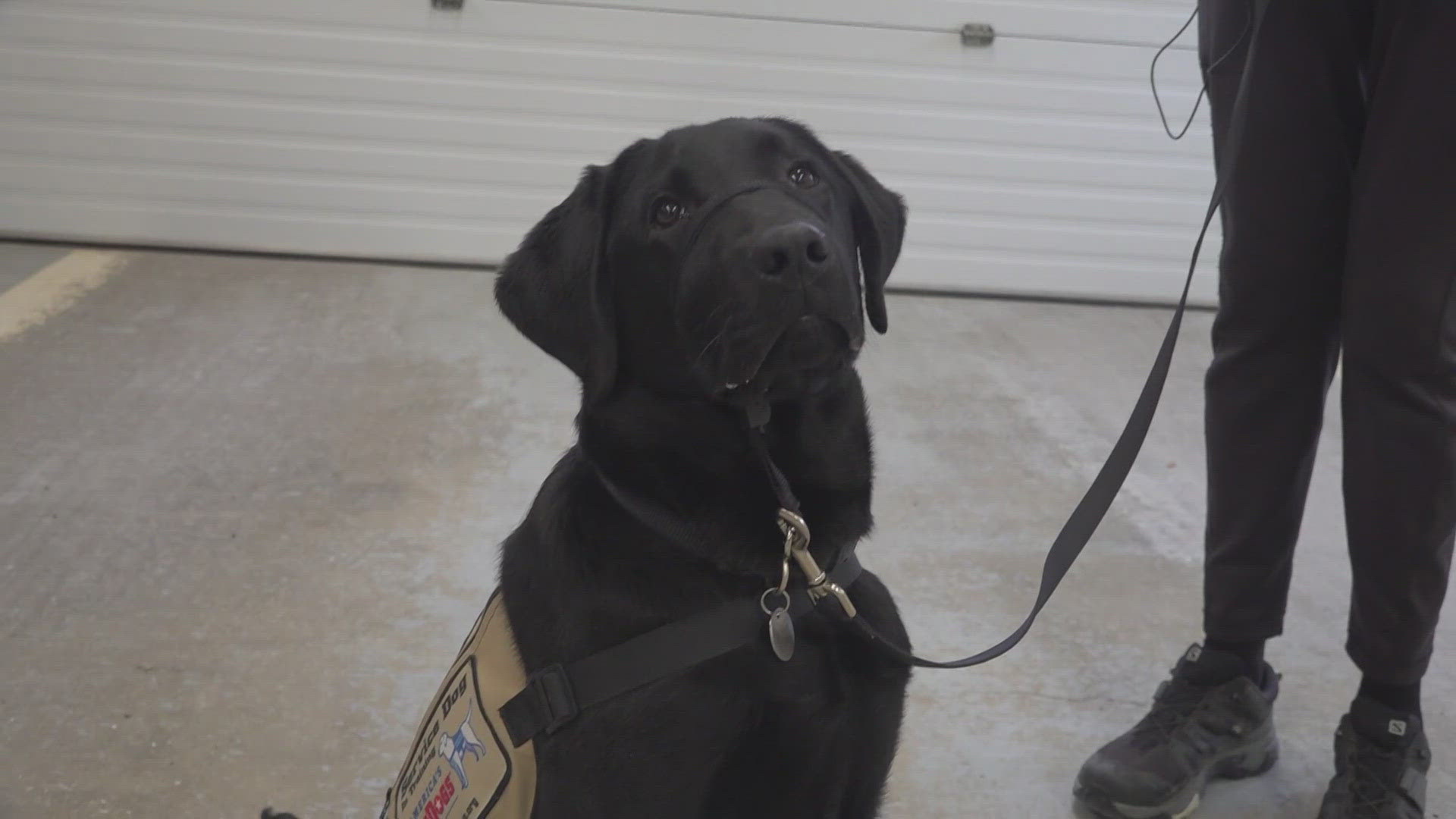 Prison Puppy Program: Weekend volunteers needed to train service dogs ...