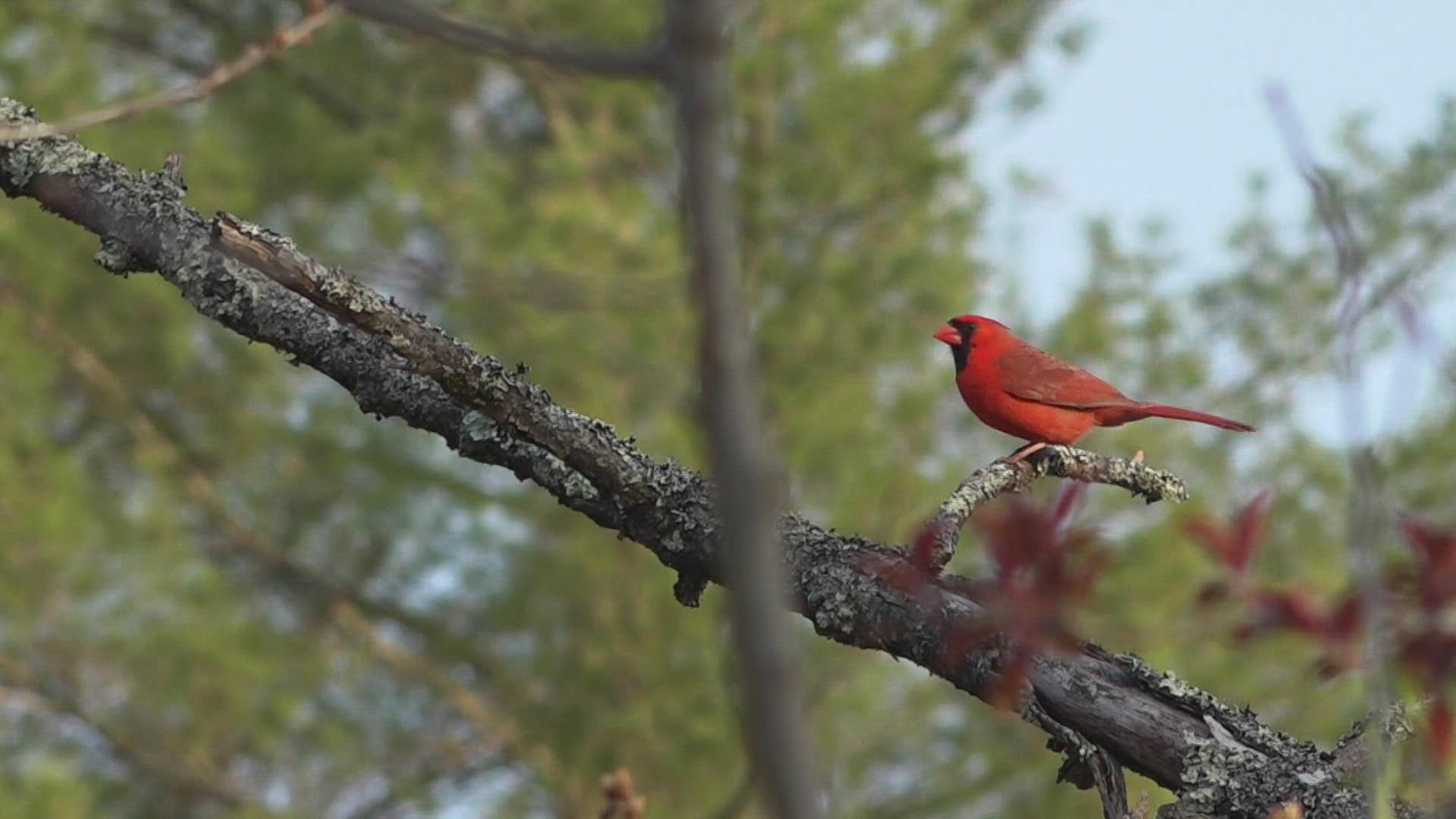 Winter bird numbers are declining at Acadia National Park, study says ...